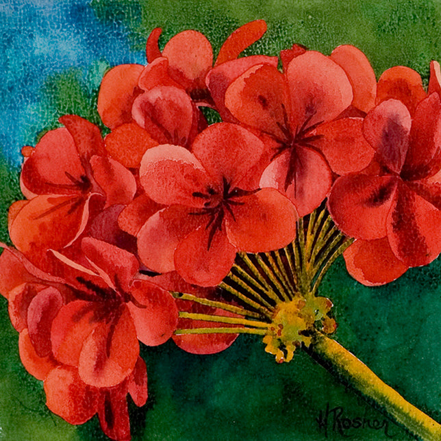 Geranium Flower Paintings